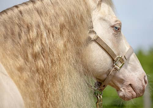 Hair Polish and Detangler – Pferde.world